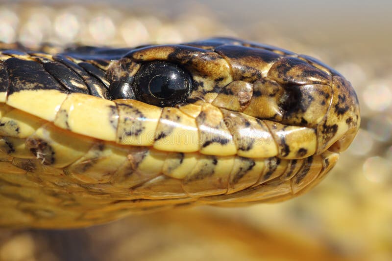 Extreme Macro Portrait of Blotched Snake Stock Image - Image of head ...