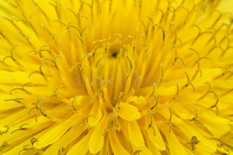 Extreme Macro Shot of Dandelion Pollen Stock Photo - Image of blossom ...