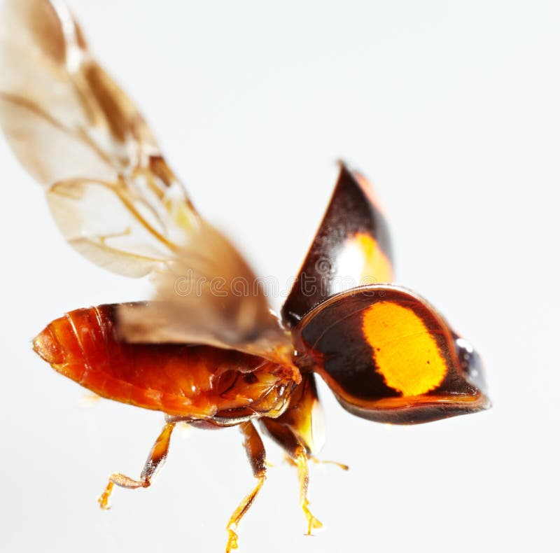 Ladybug Flying from a Child S Arm Stock Photo - Image of macro, spotted ...