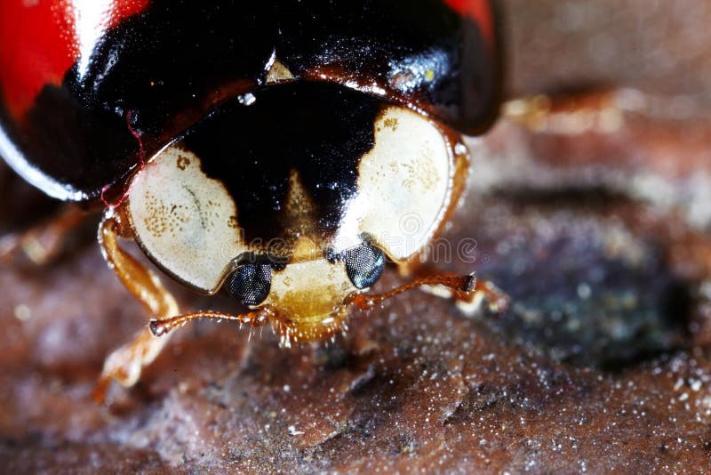 Ladybug macro stock image. Image of close, green, insects - 29830581