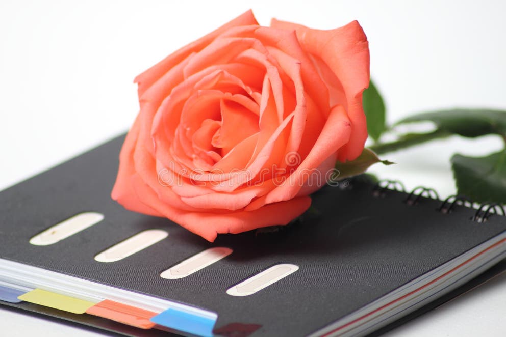 Extreme Macro Shot of a Pink Rose in Partial Bloom. Stock Image - Image ...