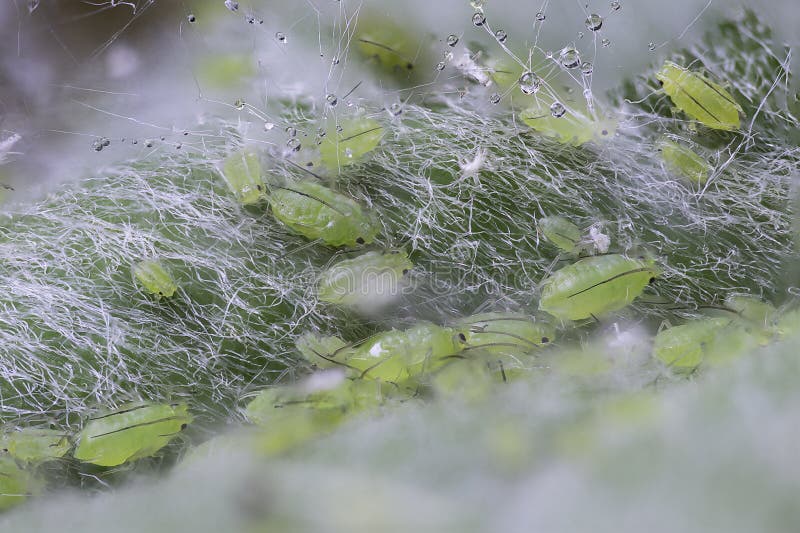 Extreme Macro Shot of Small Plum Aphids Stock Photo - Image of insect ...