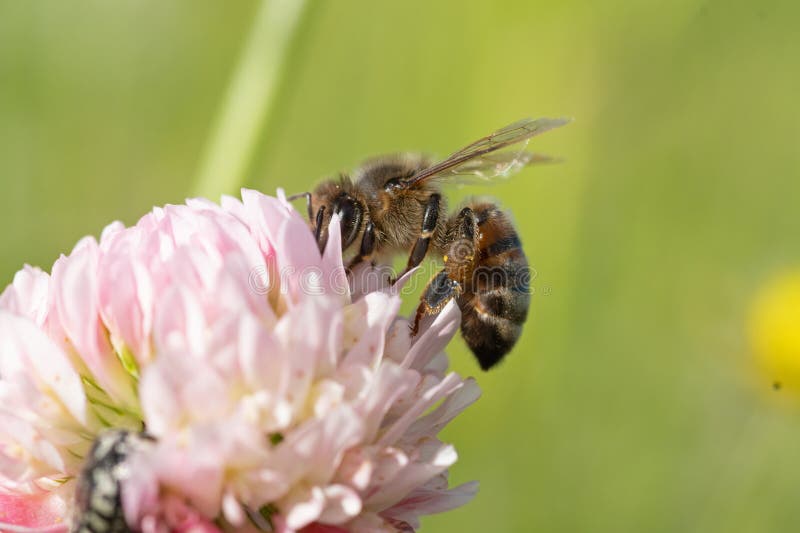 Macro Shot of Working Bee at Pink Clover. Sunny Day Stock Image - Image ...