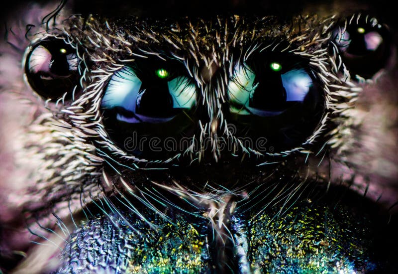 Macro of a Spiders Web Captured at Night. Stock Photo - Image of ...