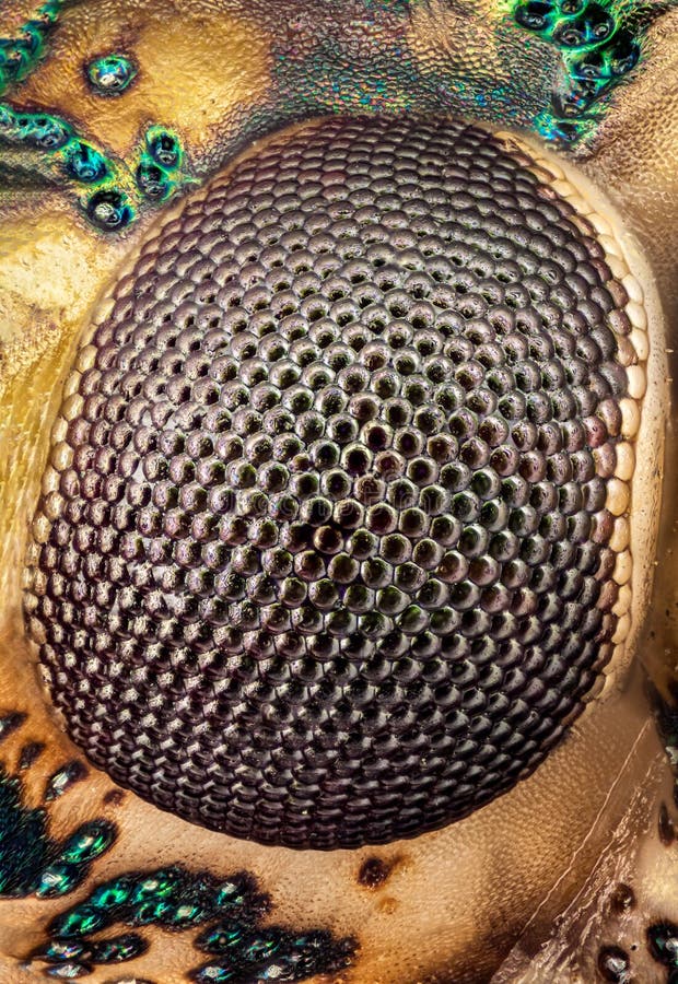 Extreme Macro of a Stink Bug Eye Stock Image - Image of detail ...
