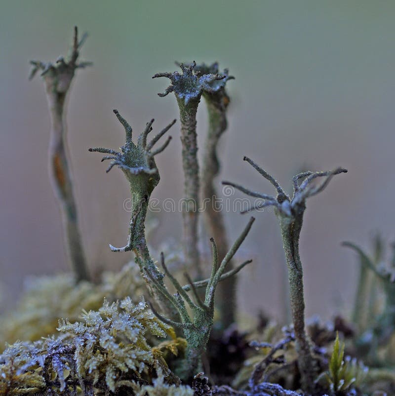 Extreme Macro Van Korstmos En Mos Stock Afbeelding - Image of blauw ...