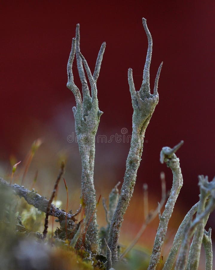 Extreme Macro Van Korstmos En Mos Stock Afbeelding - Image of blauw ...