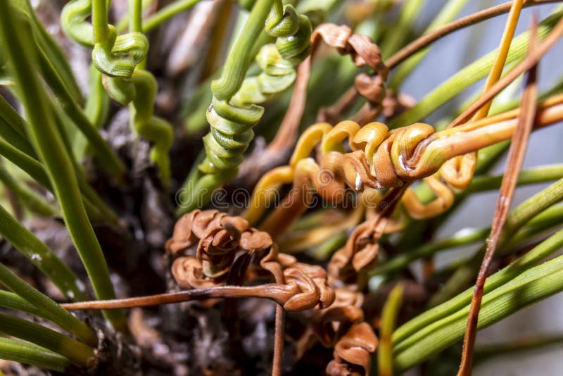 Extreme Macrophotography of Pine Leaf Formation Stock Image - Image of ...