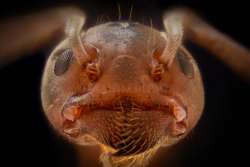 Extreme Magnification - Ant Portrait Stock Image - Image of crawly ...