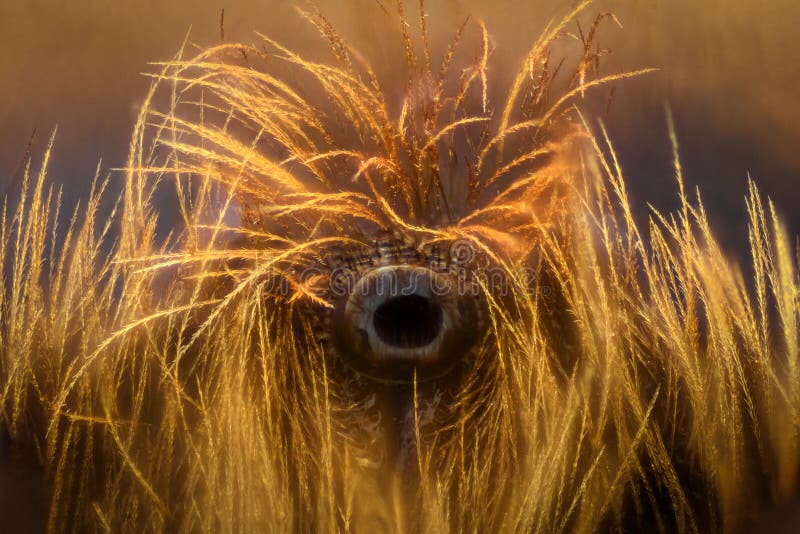 Extreme Magnification - Bee Central Eye Ocelli, 10x Magnification Stock ...