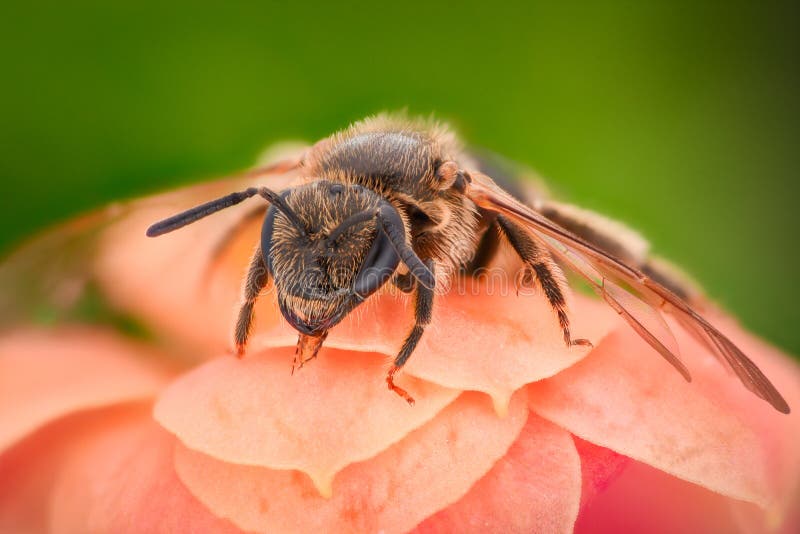 Extreme Magnification - Bee Pollinating Flower Stock Image - Image of ...