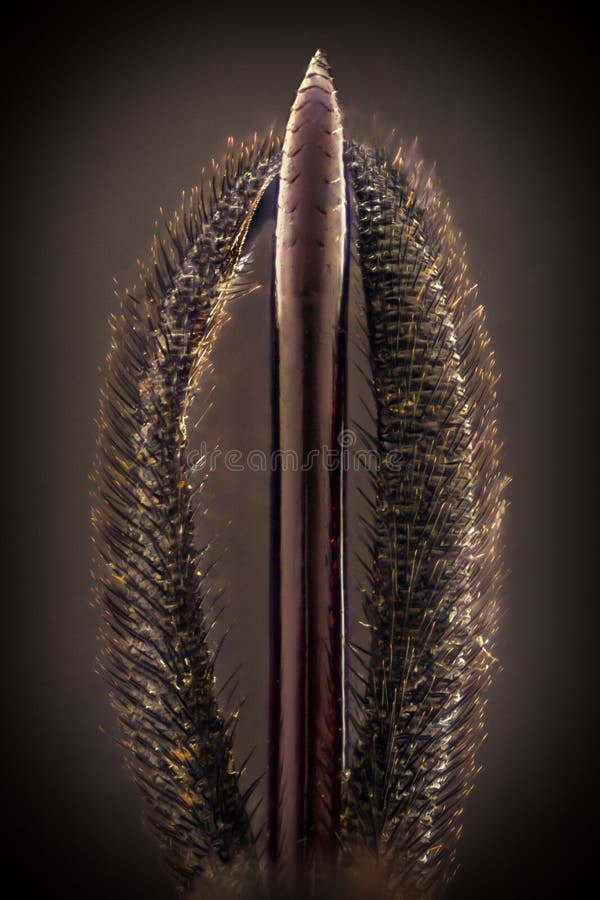 Extreme Magnification - Black Wasp Stinger Details Stock Image - Image ...