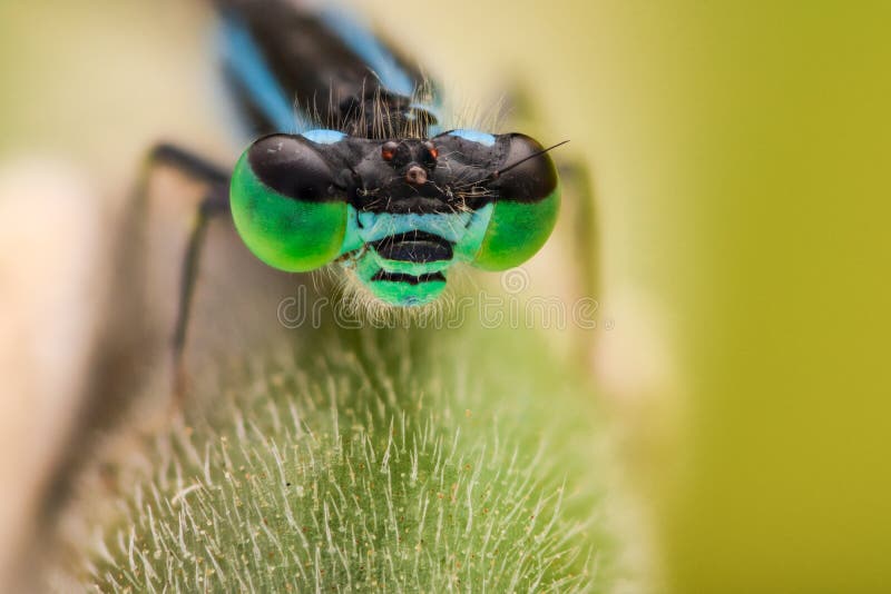 Microscope Dragonfly Eyes Stock Photos - Free & Royalty-Free Stock ...