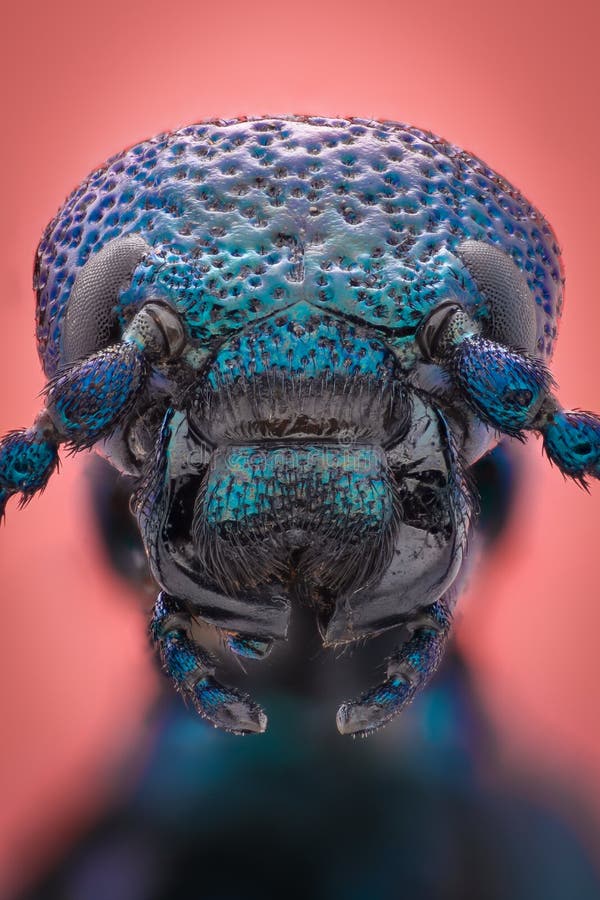 Extreme Magnification - Blue Metallic Bug, Meloe Proscarabaeus Stock ...