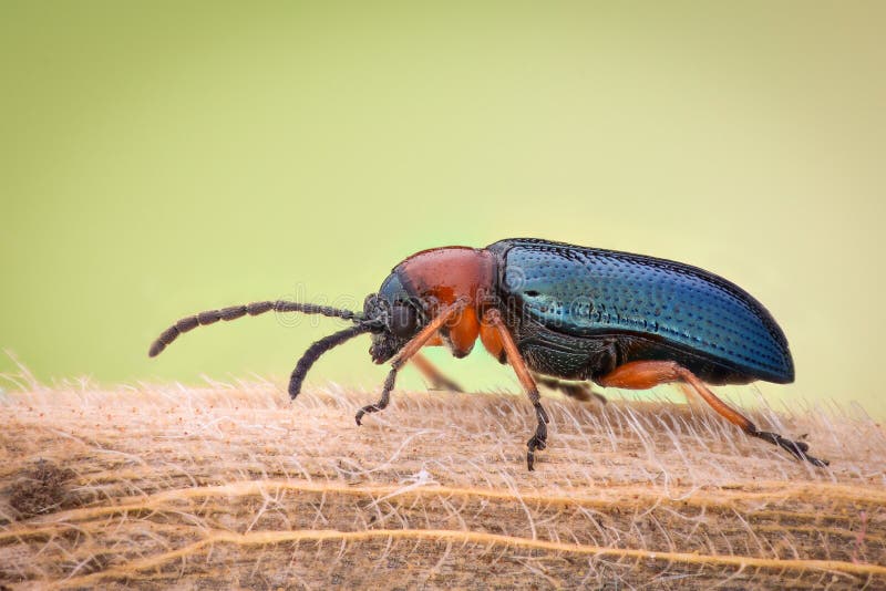 Extreme Magnification - Blue Metallic Bug, Meloidae Stock Image - Image ...
