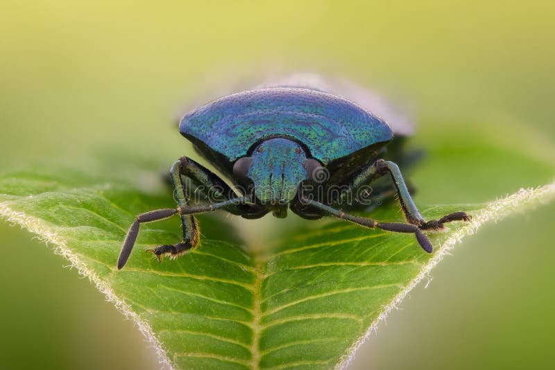 Extreme Magnification - Blue Shieldbug, Zicrona Caerulea Stock Image ...