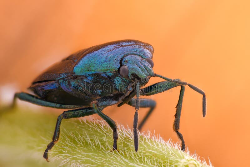 Extreme Magnification - Blue Shieldbug, Zicrona Caerulea Stock Image ...