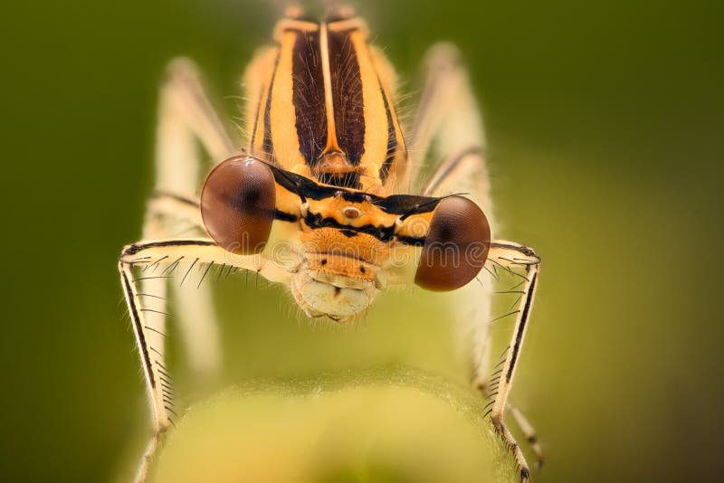 Extreme Magnification - Brown Damselfly Stock Image - Image of compound ...