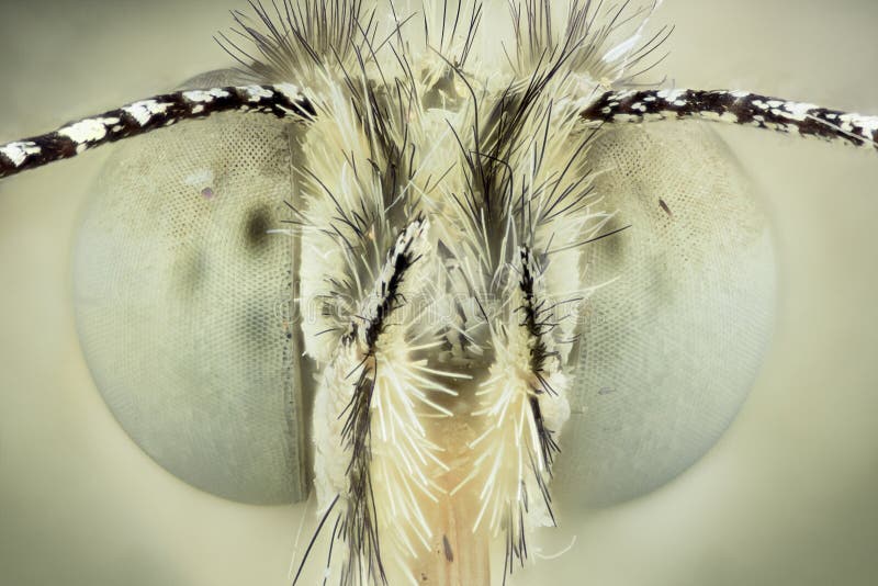 Extreme Magnification - Butterfly Head Stock Photo - Image of pattern ...