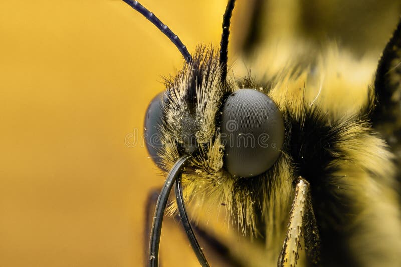 Extreme Magnification - Butterfly Head Stock Photo - Image of macro ...