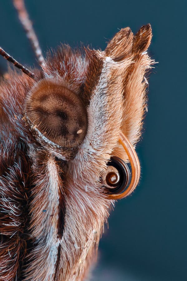 Extreme Magnification - Butterfly Head, Vanessa Atalanta Stock Photo ...