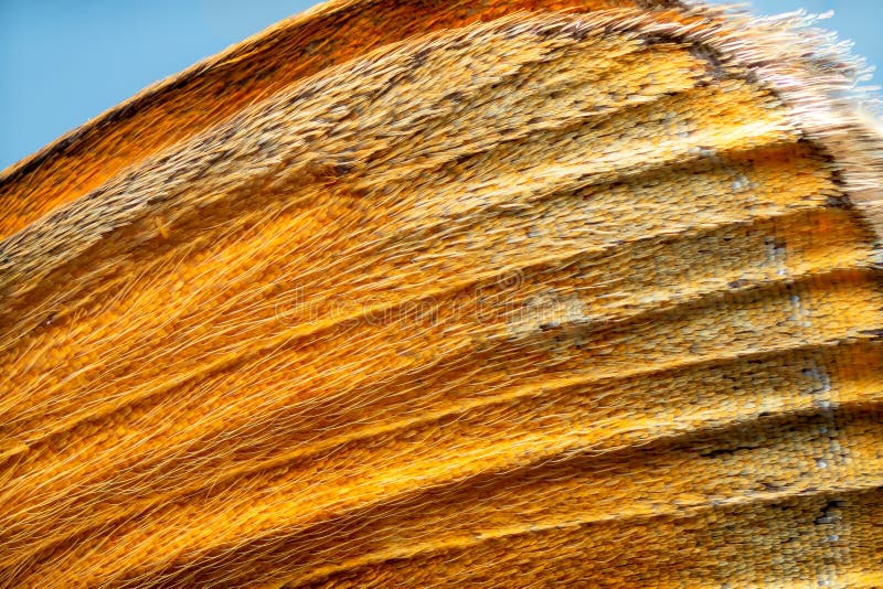 Extreme Magnification - Butterfly Wing Macro Stock Photo - Image of ...