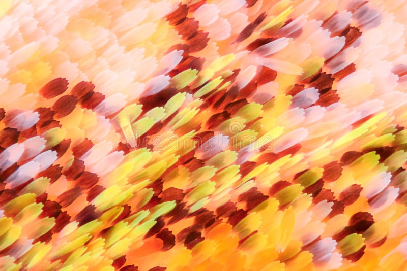 Extreme Magnification - Butterfly Wing Stock Image - Image of nature ...