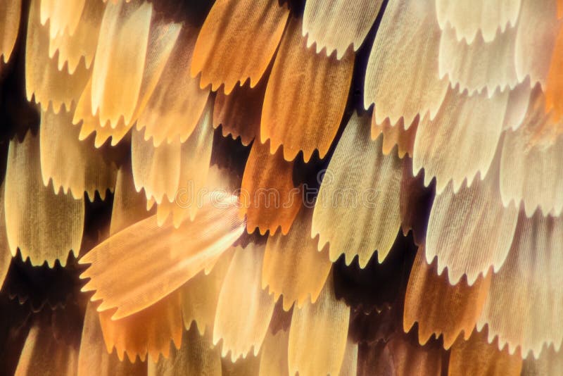 Extreme Magnification - Butterfly Wing Stock Image - Image of focus ...