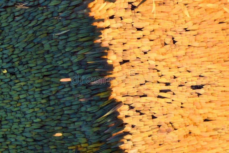 Extreme Magnification - Butterfly Wing Stock Image - Image of focus ...