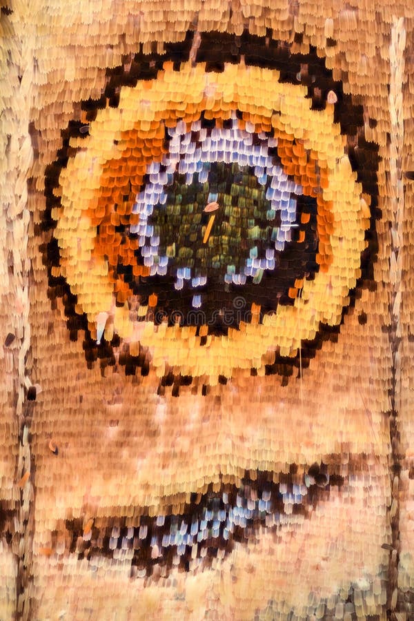 Extreme Magnification - Butterfly Wing Stock Photo - Image of close ...