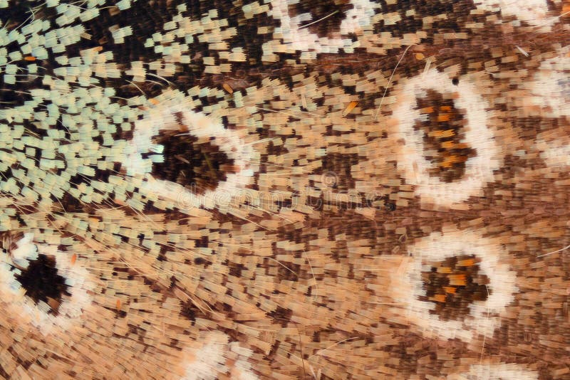 Extreme Magnification - Butterfly Wing Under the Microscope Stock Photo ...