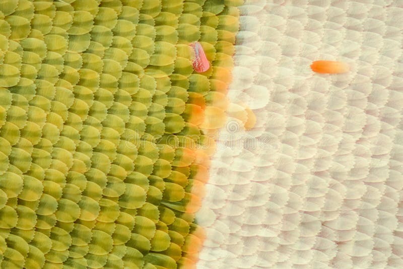 stock photo. Image of incredible, butterfly, insulation - 94667436