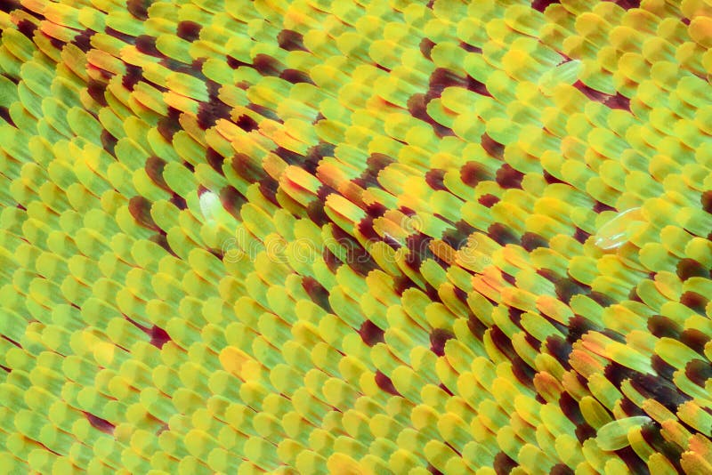 Extreme Magnification - Butterfly Wing Under the Microscope Stock Photo ...
