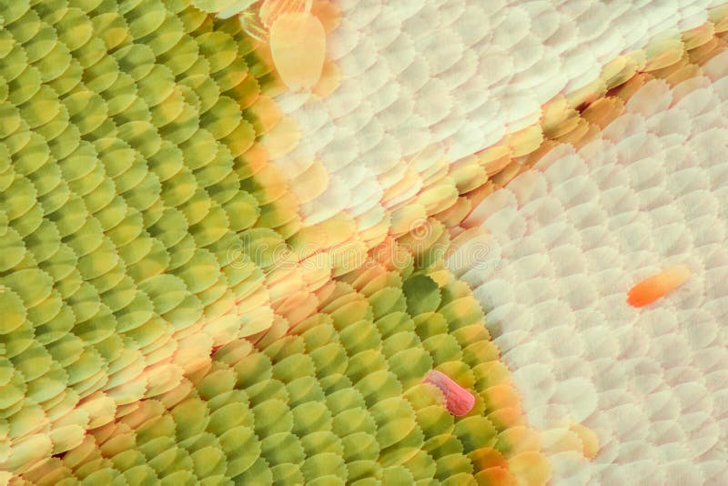 464 Moth Wing Scale Stock Photos - Free & Royalty-Free Stock Photos ...