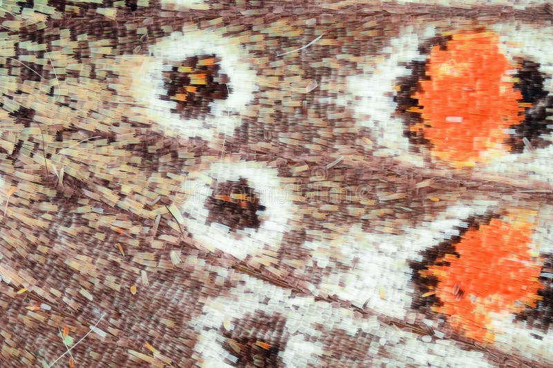 Extreme Magnification - Butterfly Wing Under the Microscope Stock Image ...