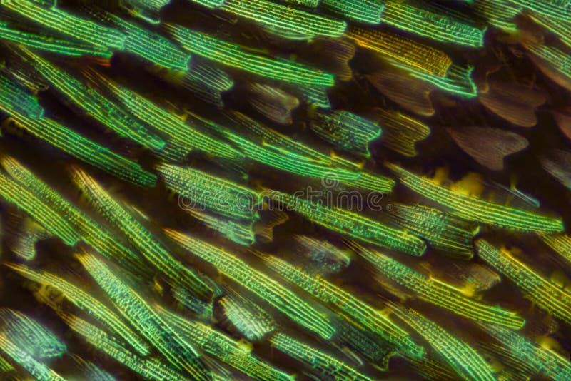 Extreme Magnification - Butterfly Wing Under the Microscope Stock Photo ...