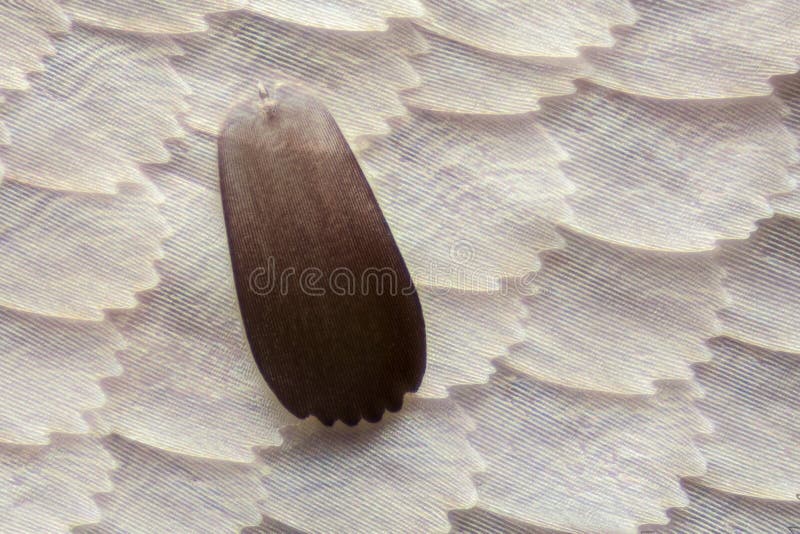Extreme Magnification - Butterfly Wing Under the Microscope Stock Image ...