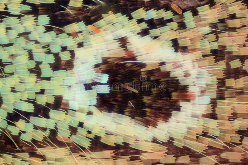 Extreme Magnification - Butterfly Wing Under the Microscope Stock Photo ...