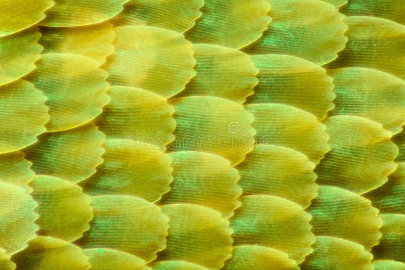 Extreme Magnification - Butterfly Wing Under the Microscope Stock Image ...