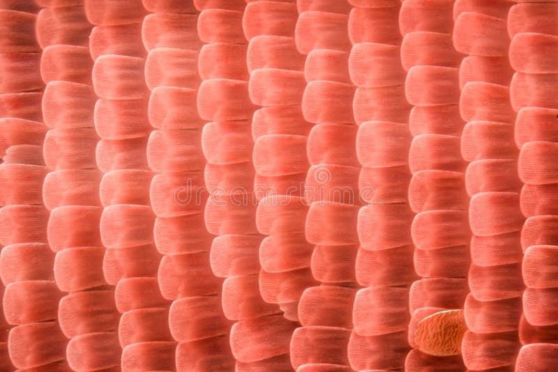 Extreme Magnification - Butterfly Wing Under the Microscope Stock Photo ...