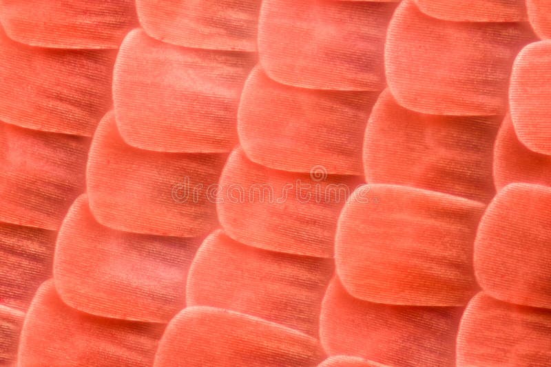 Extreme Magnification - Butterfly Wing Stock Image - Image of focus ...