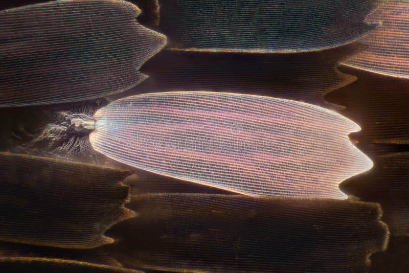 Extreme Magnification - Butterfly Wing Under the Microscope, 100x ...