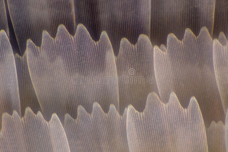 Extreme Magnification - Butterfly Wing Under the Microscope, 100x ...