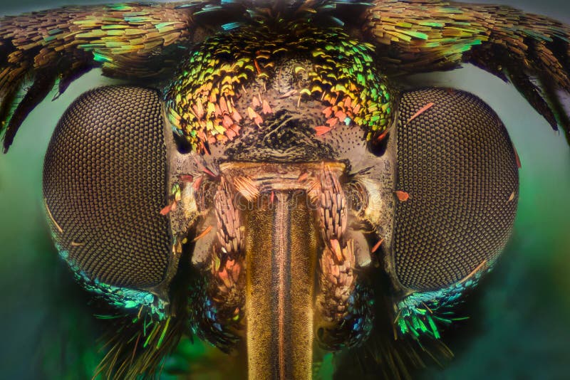 Extreme Magnification - Colored Daytime Moth Stock Image - Image of ...