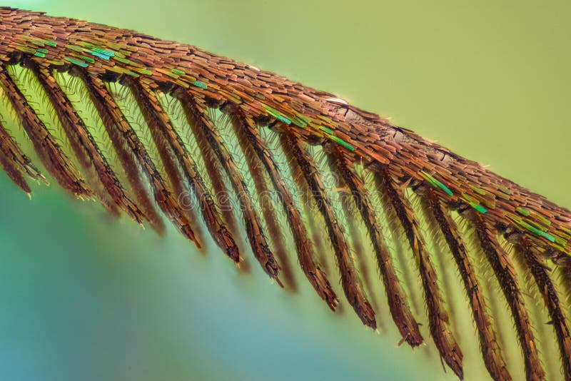 Extreme Magnification - Moth Under the Microscope Stock Image - Image ...