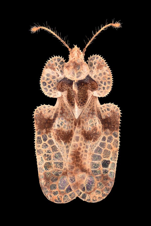 Extreme Magnification - Corythucha Arcuata Stock Image - Image of ...