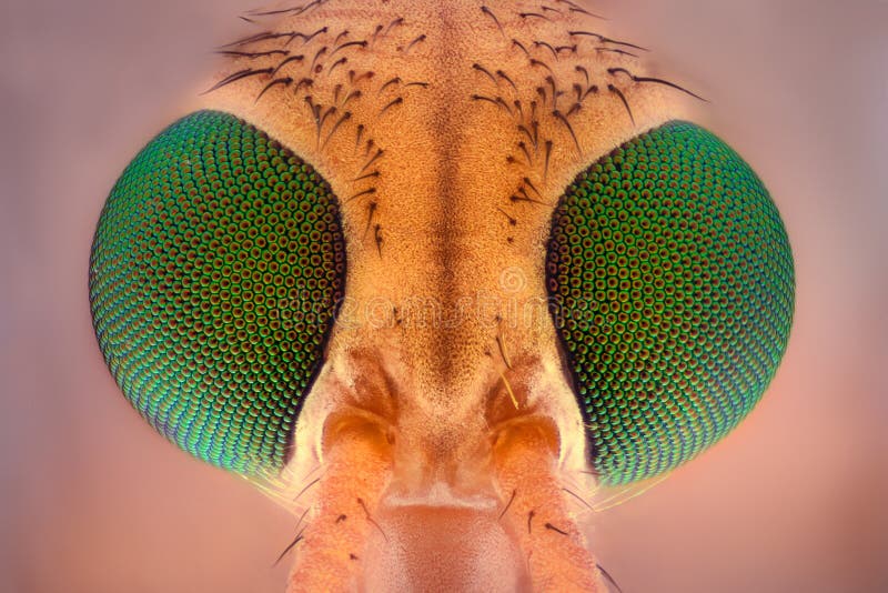 Extreme Magnification - Crane Fly Head Stock Image - Image of nature ...