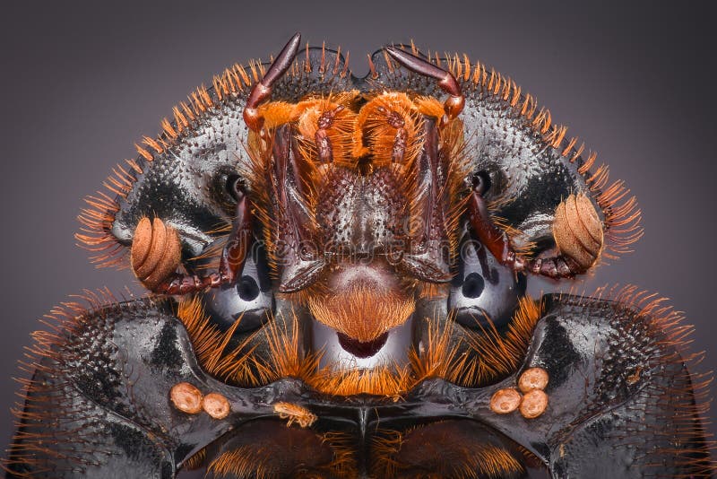 Extreme Magnification - Lady Bug with Spread Wings Stock Image - Image ...