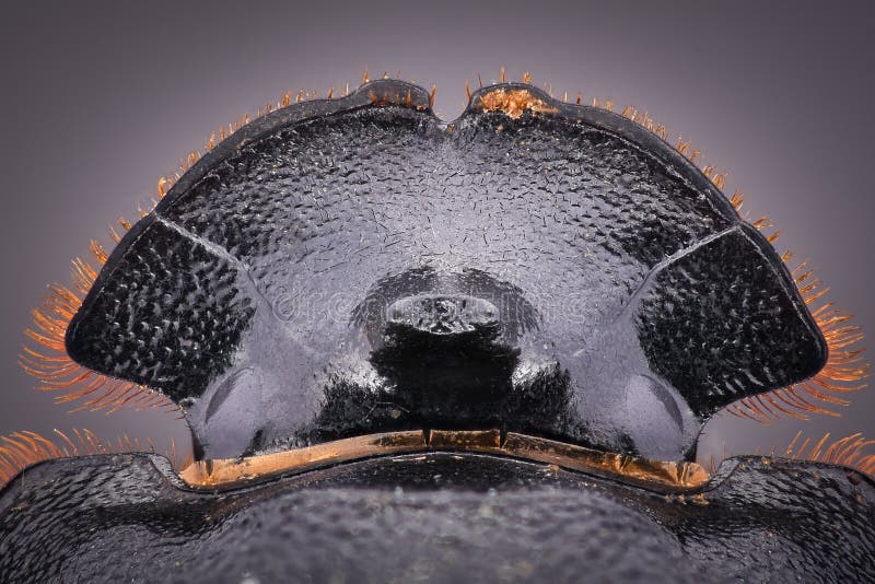 Extreme Magnification - Lady Bug with Spread Wings Stock Image - Image ...