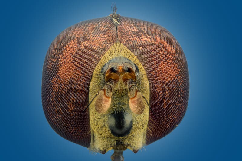 Extreme Magnification, Fake Bee Stock Photo - Image of beautiful, macro ...